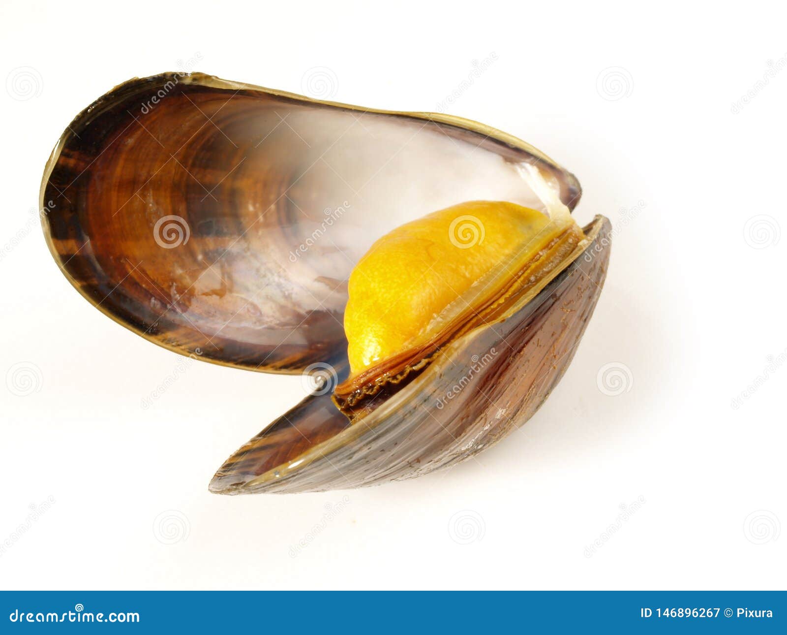 Cooked Blue Mussel stock image. Image of common, fresh - 146896267