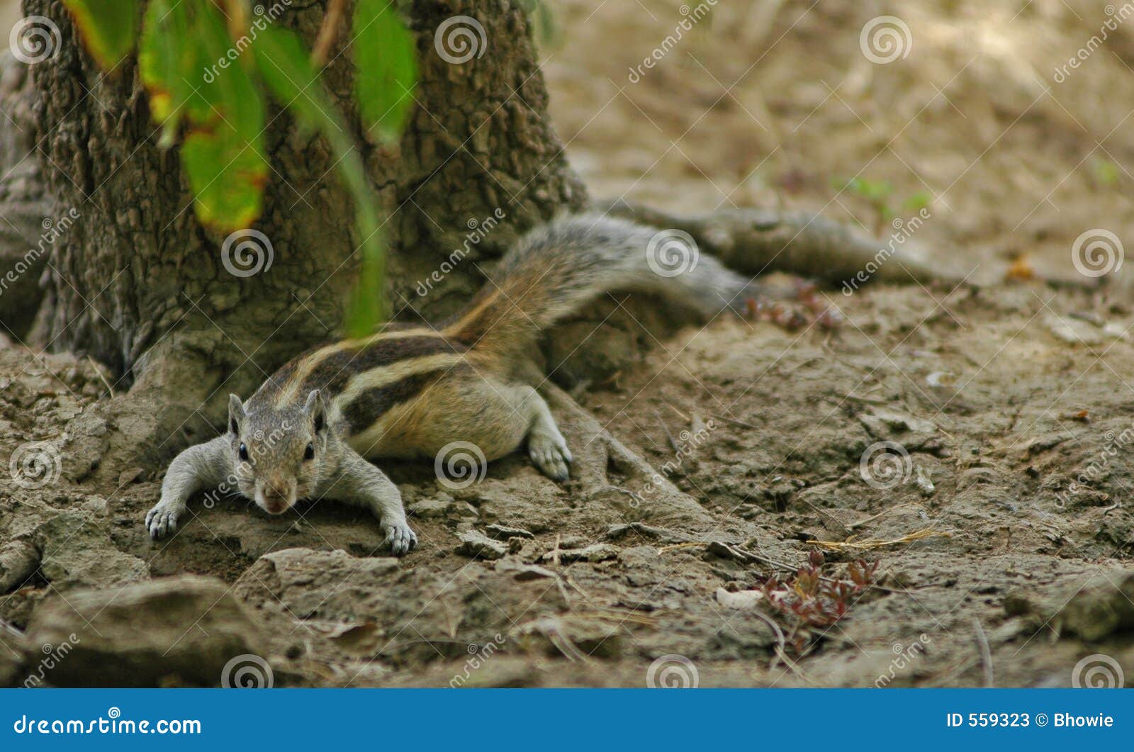 Cooked Chipmunk Picture. Image: 559323