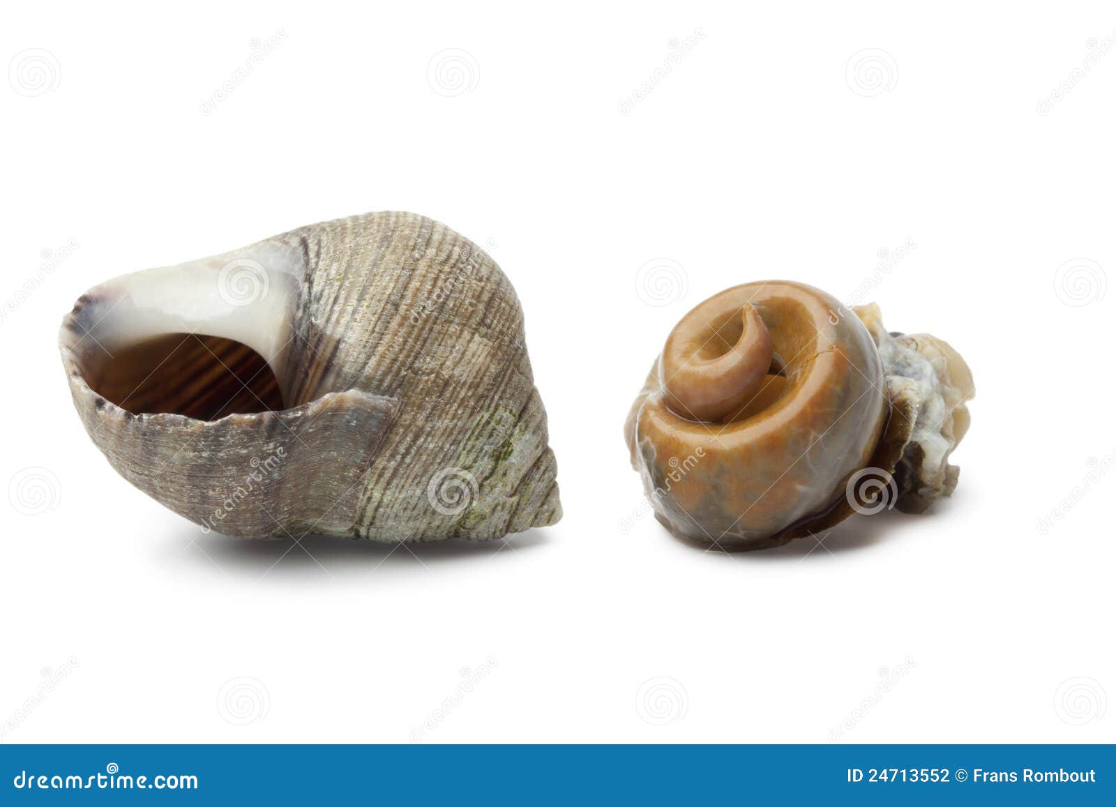 Common Periwinkle Hides Inside Its Shell, Have A Broadly Ovate Thick ...