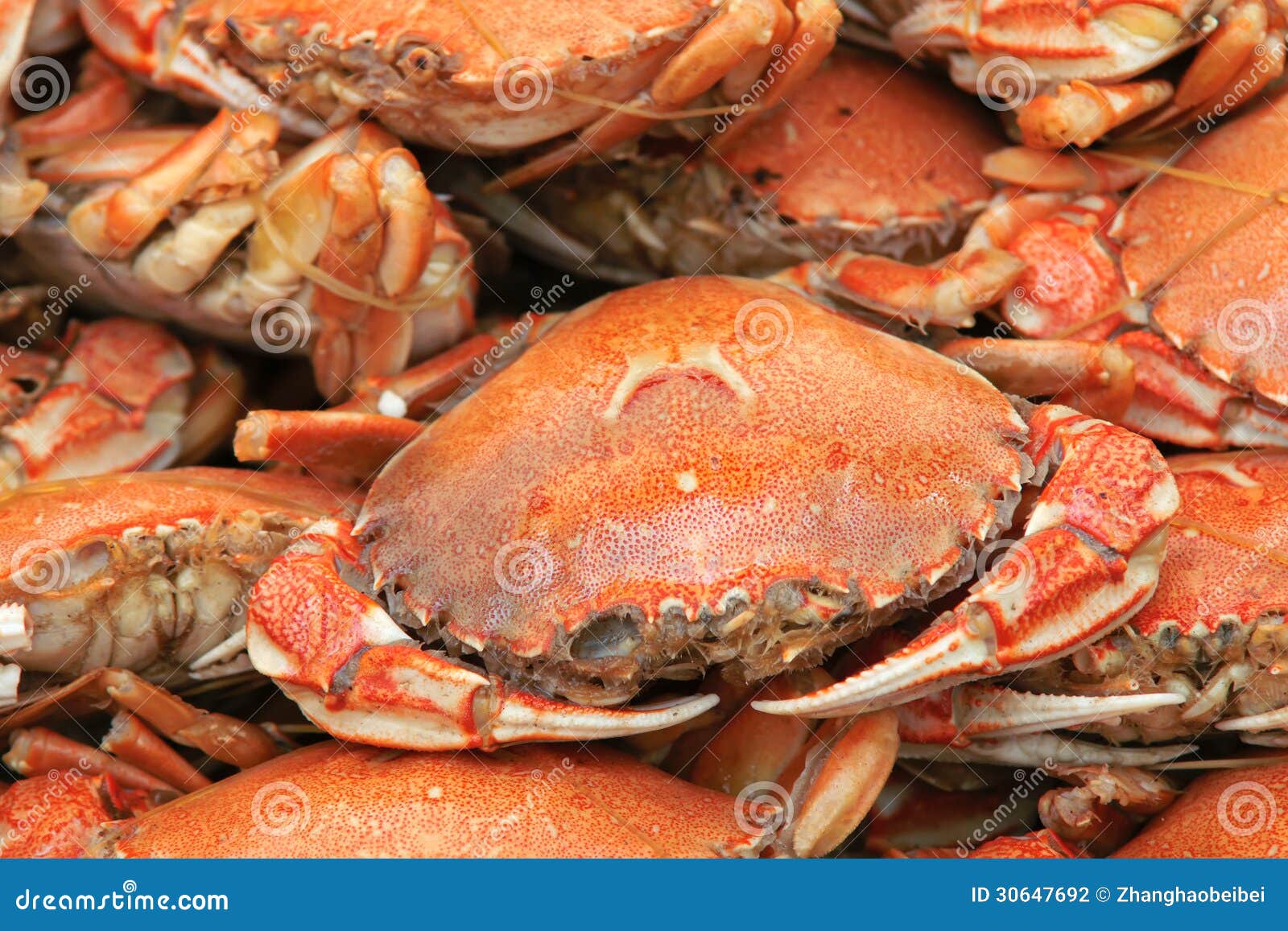 Cooked crab stock photo. Image of cooked, animal, eating - 30647692