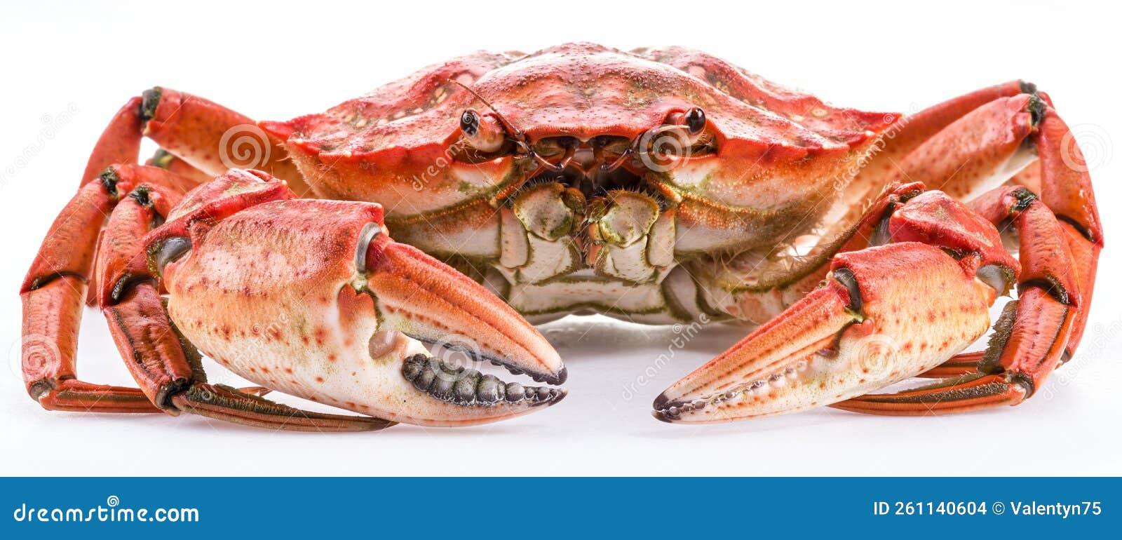 Cooked Crab on a White Background Stock Photo - Image of white, seafood ...