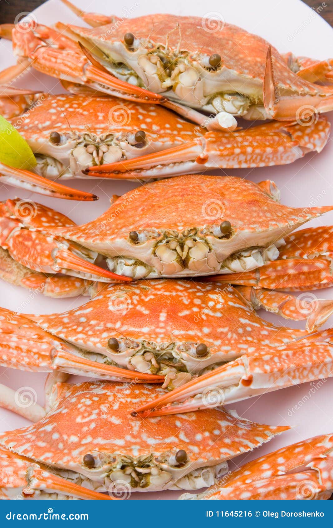 Cooked crabs stock photo. Image of ocean, steamed, shell - 11645216