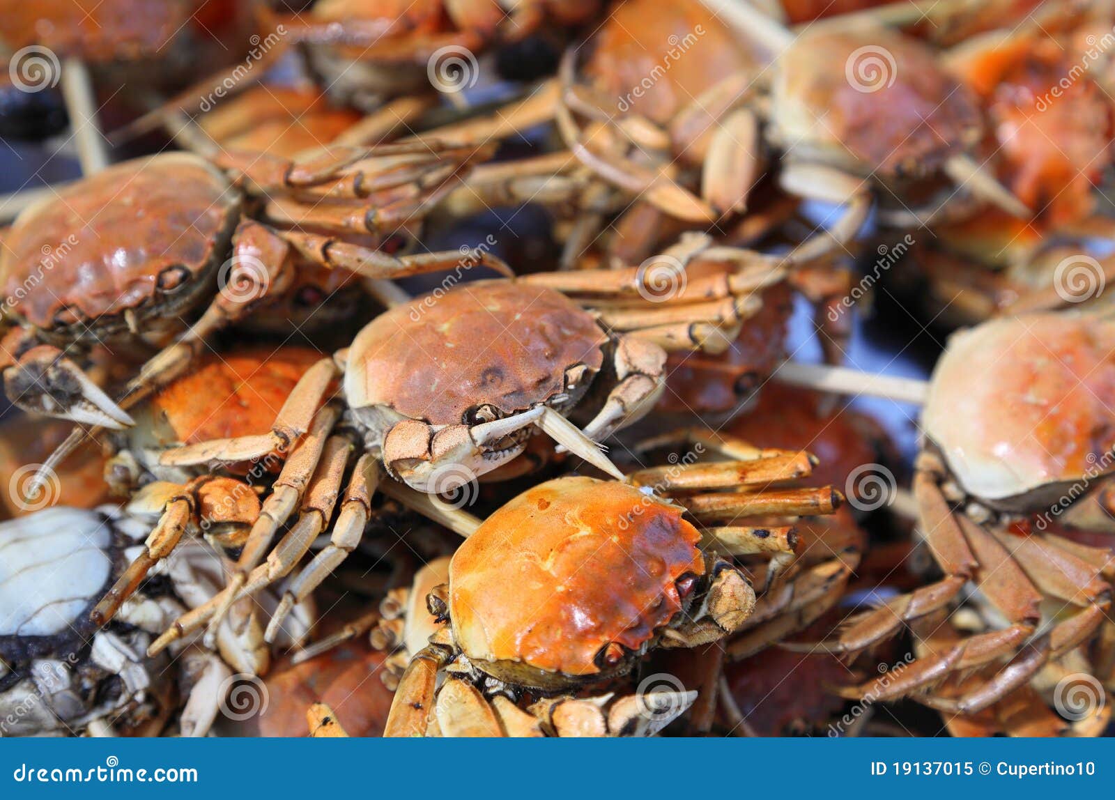 Cooked crabs stock image. Image of cooked, crabby, claws - 19137015