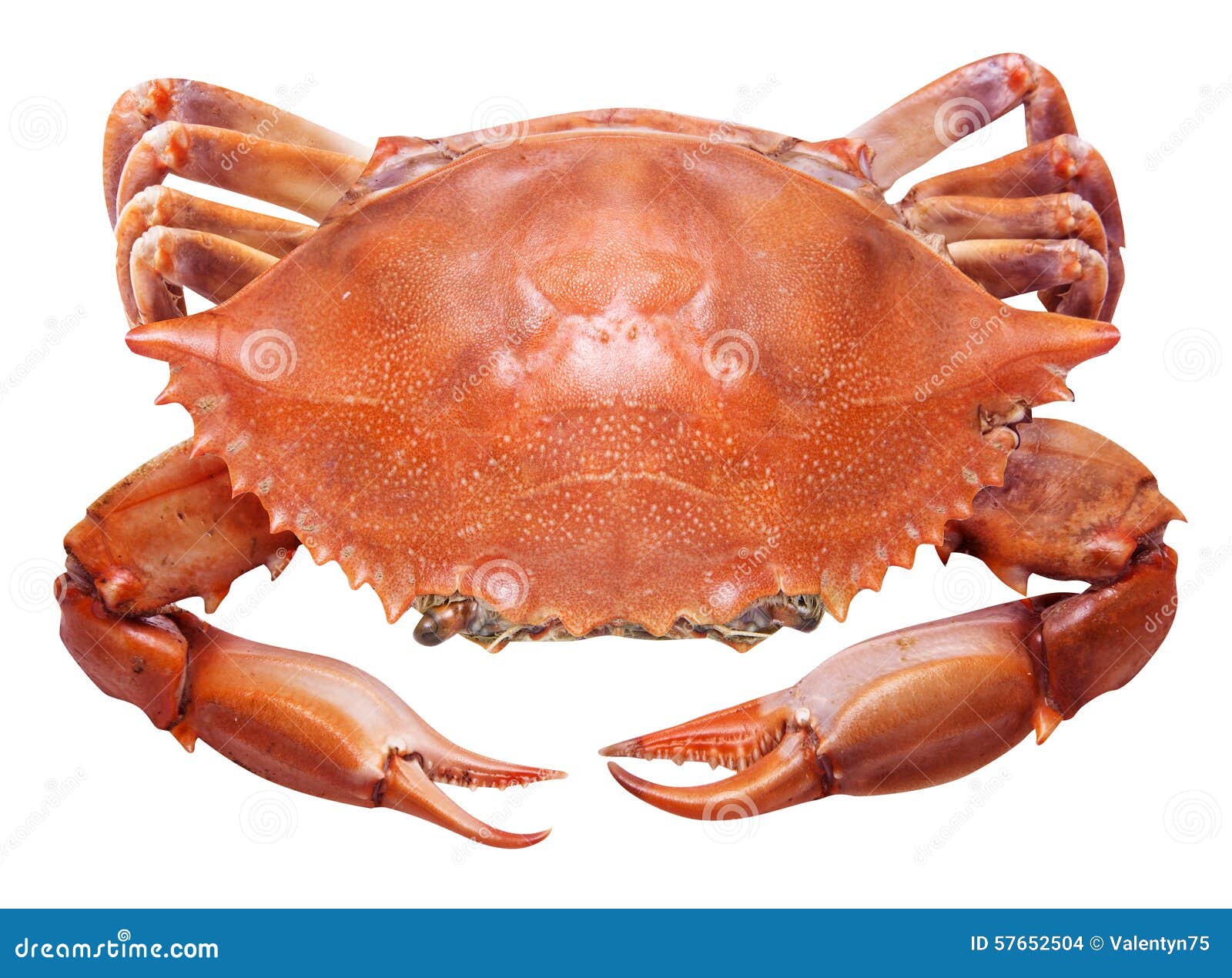 Cooked Crad On A White Background. Stock Photo - Image of crustacean ...