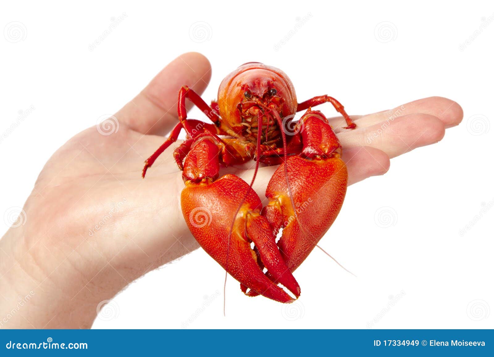 Cooked Freshwater Crayfish on Hand Stock Image - Image of food, fresh ...