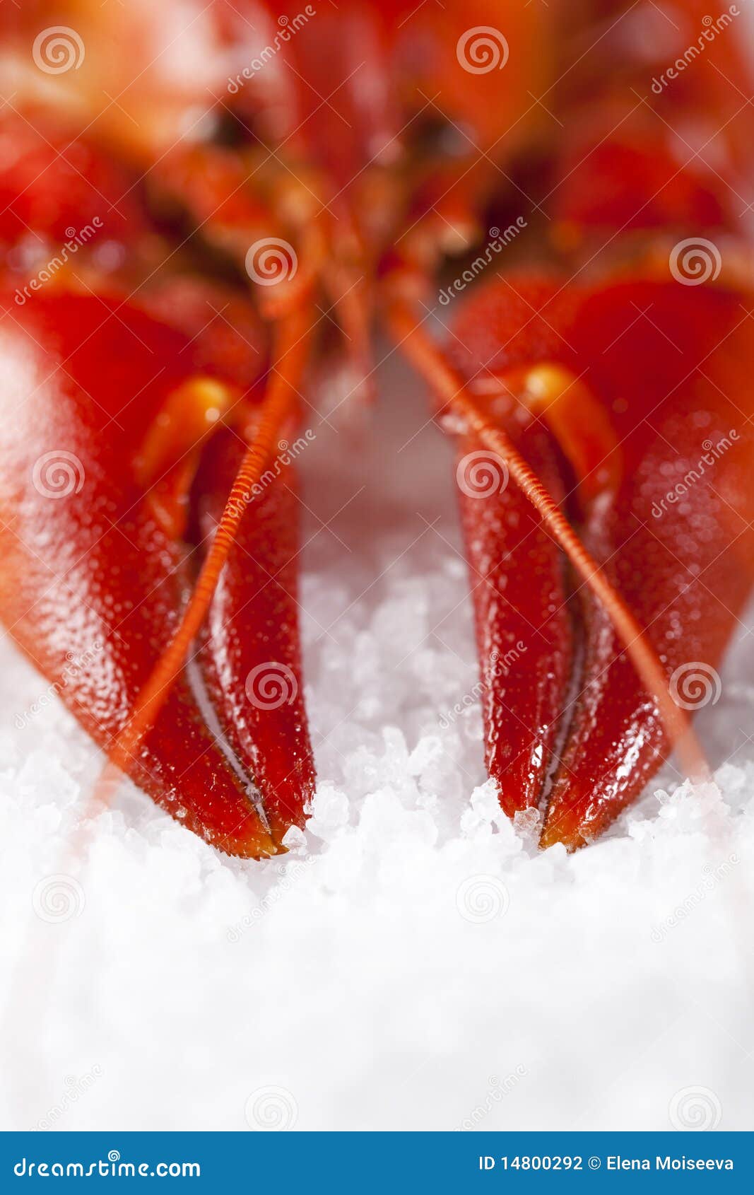 Cooked Freshwater Crayfish on Sea Salt Stock Photo - Image of spice ...