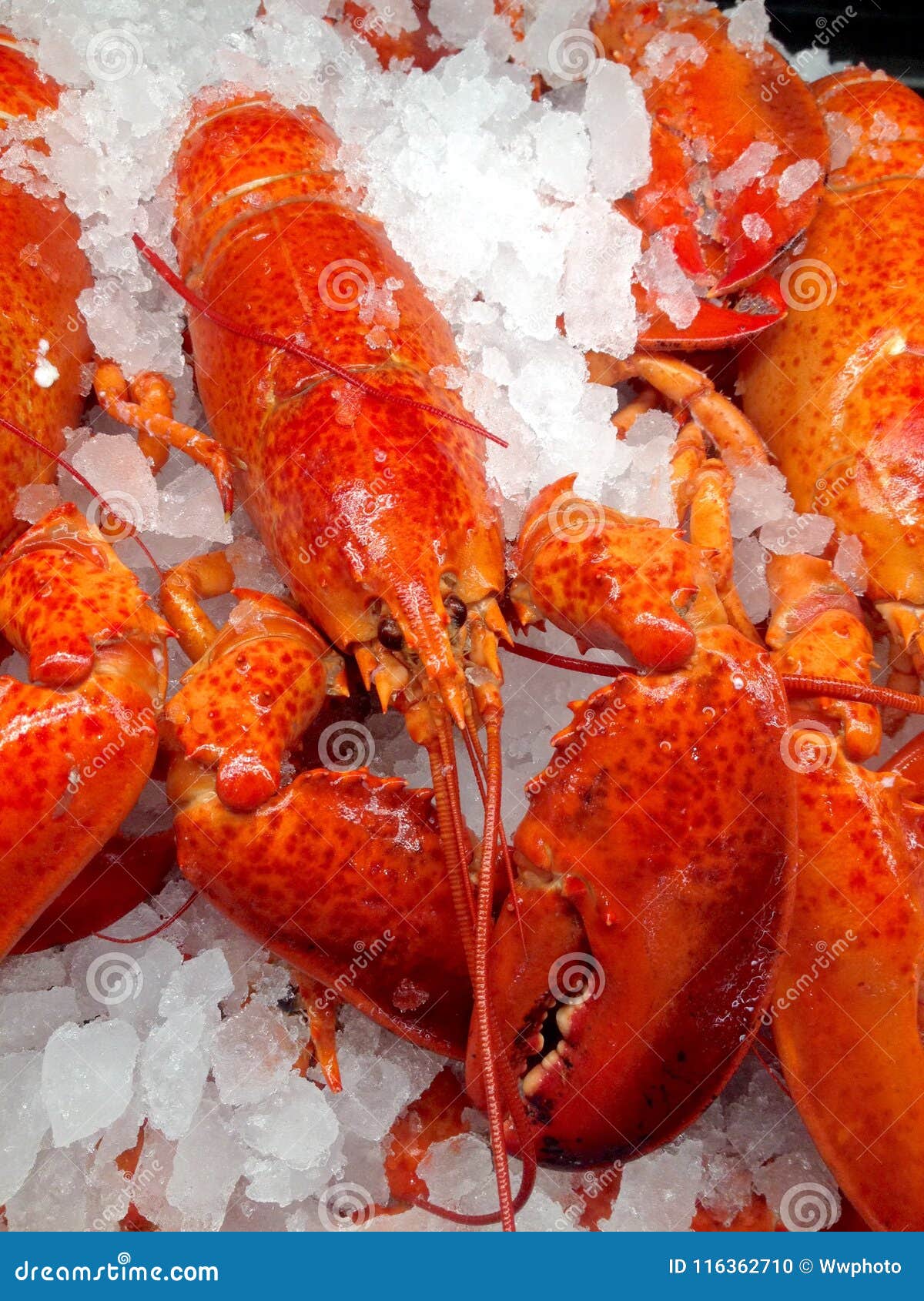 Cooked lobsters stock photo. Image of dinner, freshness - 116362710