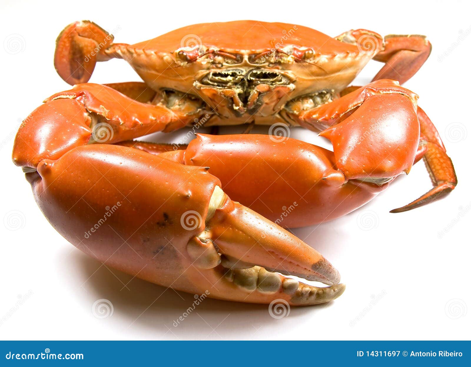 Cooked Mud Crab stock image. Image of food, serrata, shellfish - 14311697