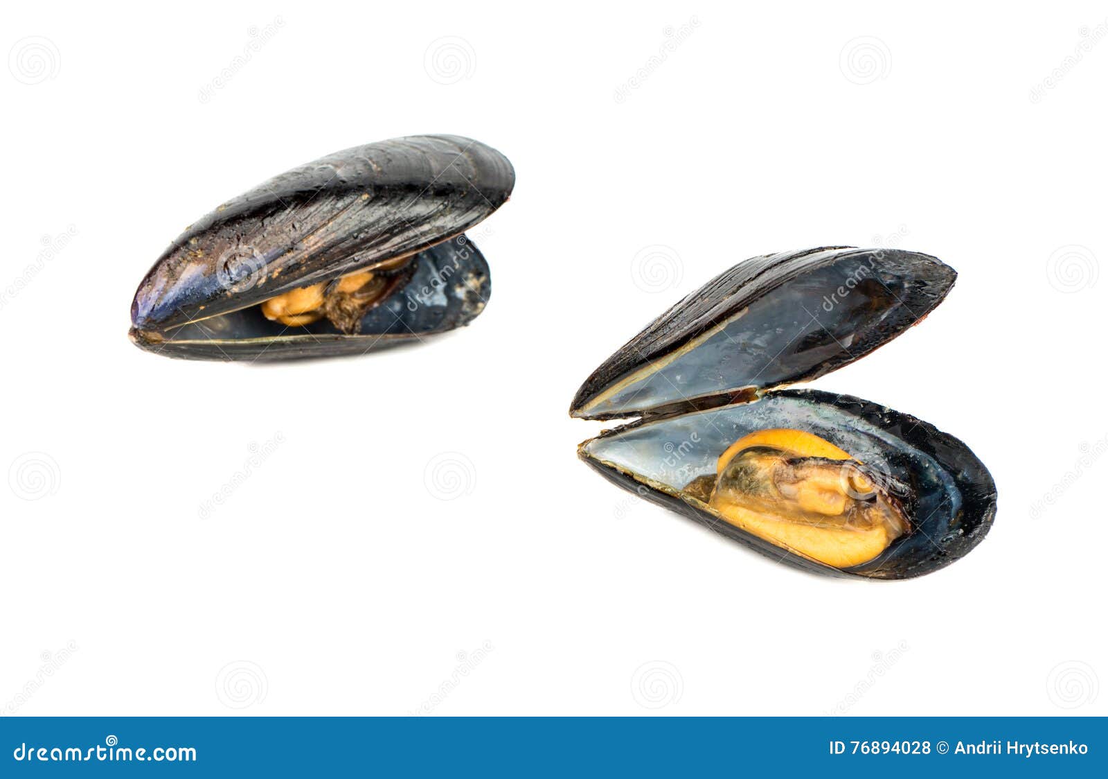 Cooked mussel in shell stock photo. Image of ocean, delicious - 76894028