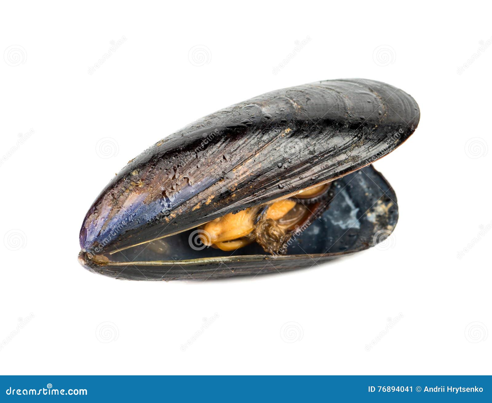 Cooked mussel in shell stock image. Image of health, healthy - 76894041
