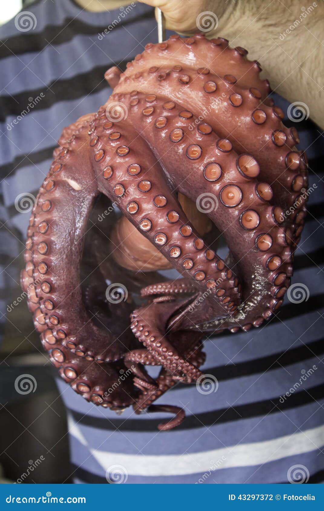 Cooked octopus stock photo. Image of artisan, cooked - 43297372