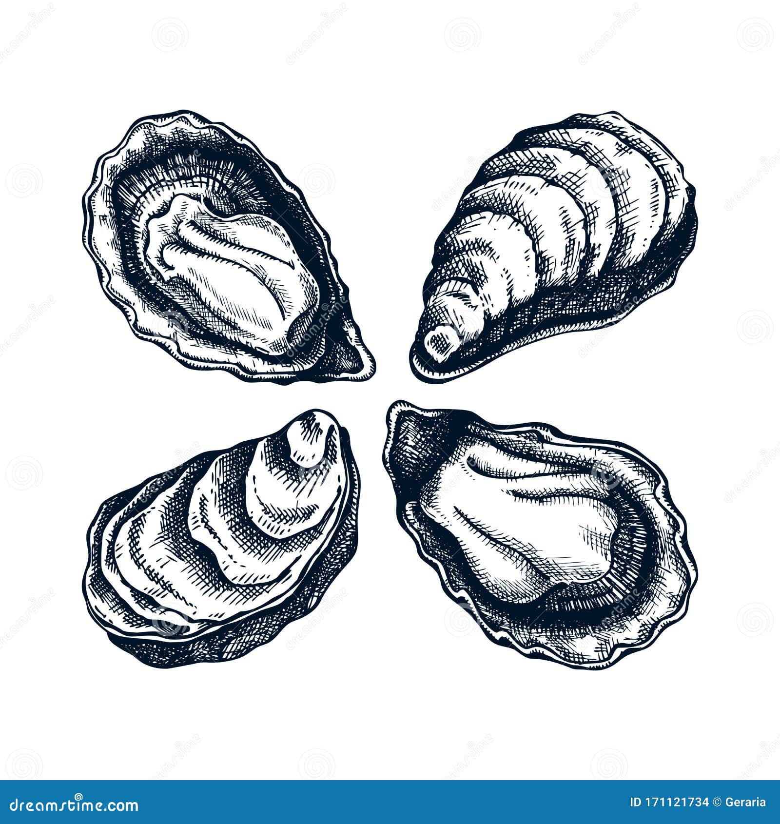 Oyster Shells With Pearls Are Drawn On Background Vector Illustration ...