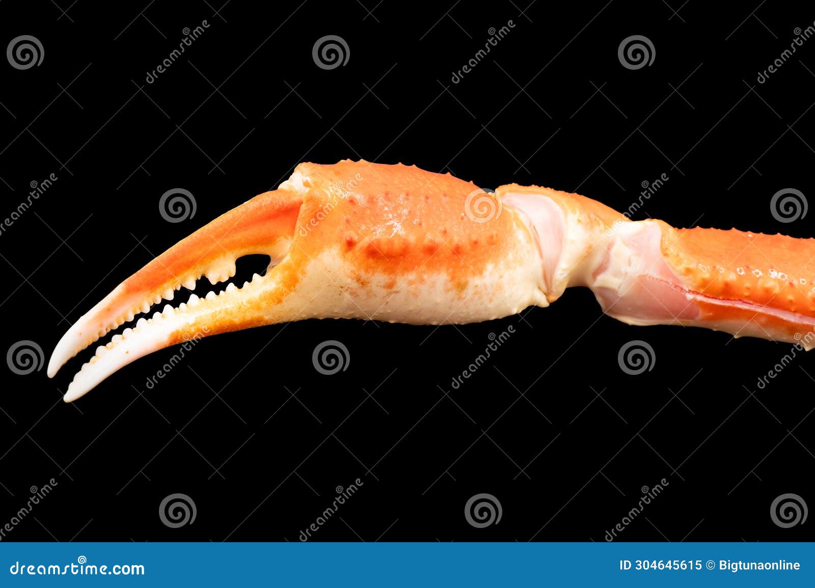 Cooked Peruvian Southern King Crab Leg Royalty-Free Stock Photography ...