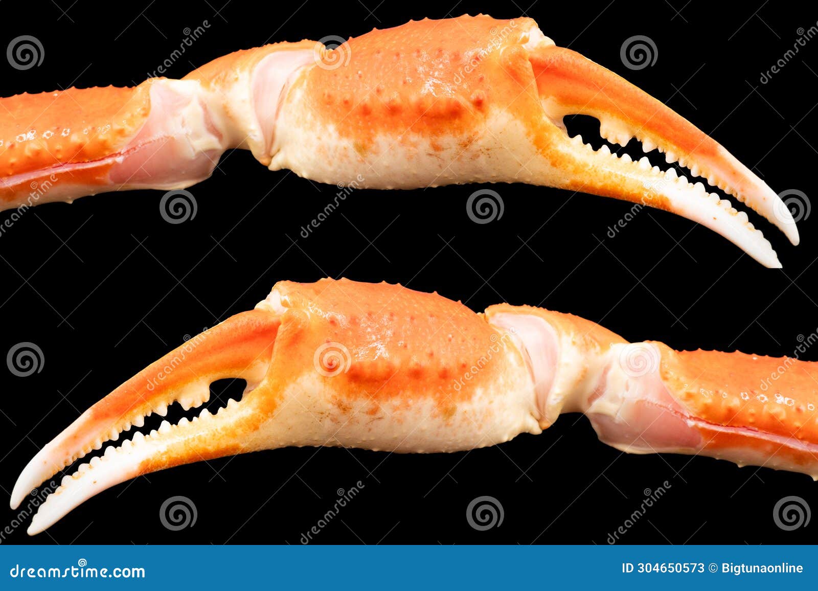 Cooked Peruvian Southern King Crab Leg Isolated on a Black Background ...