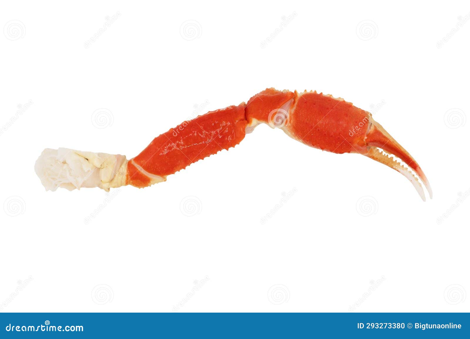 Cooked Peruvian Southern King Crab Leg Isolated on a White Background ...