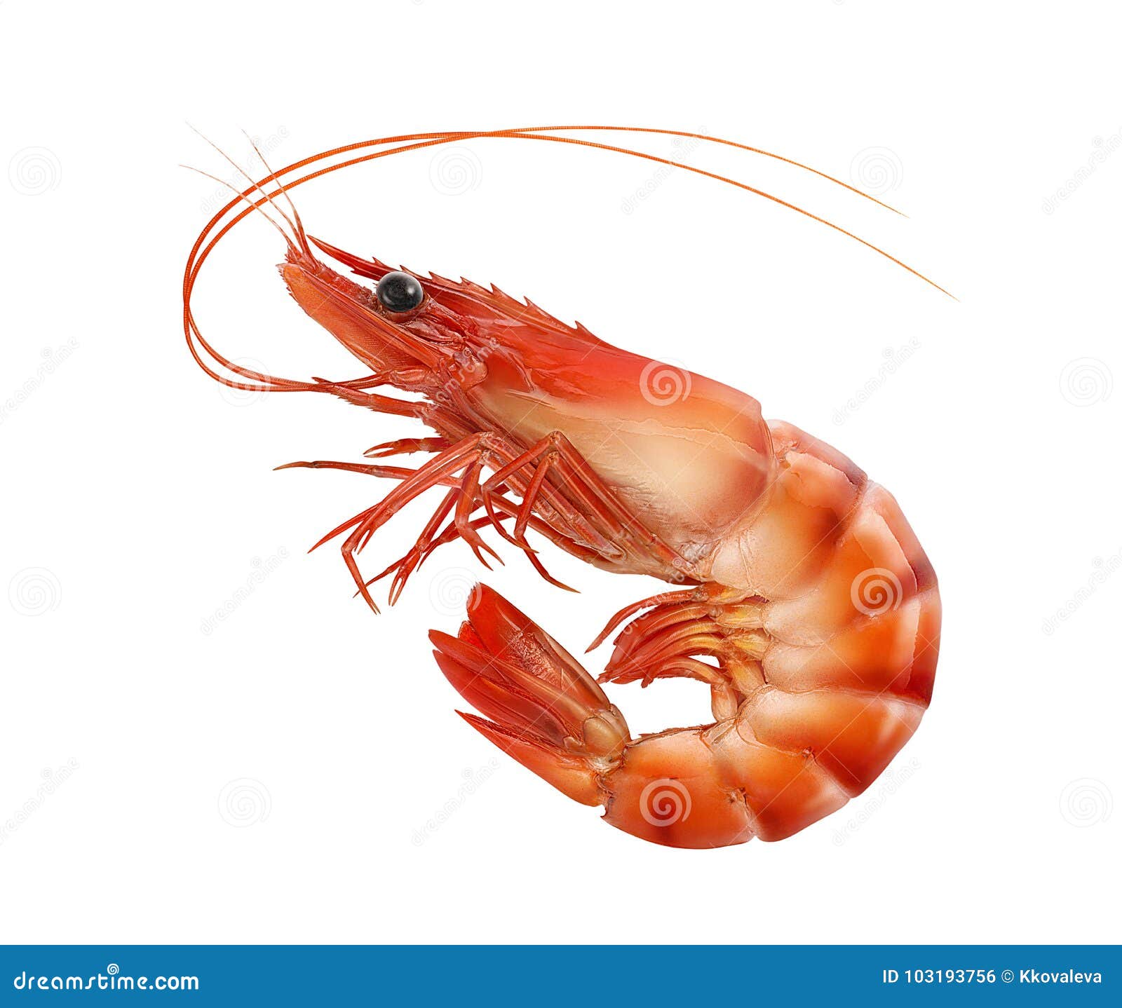 Red Cooked Prawn Or Tiger Shrimp Isolated On White Background Royalty ...