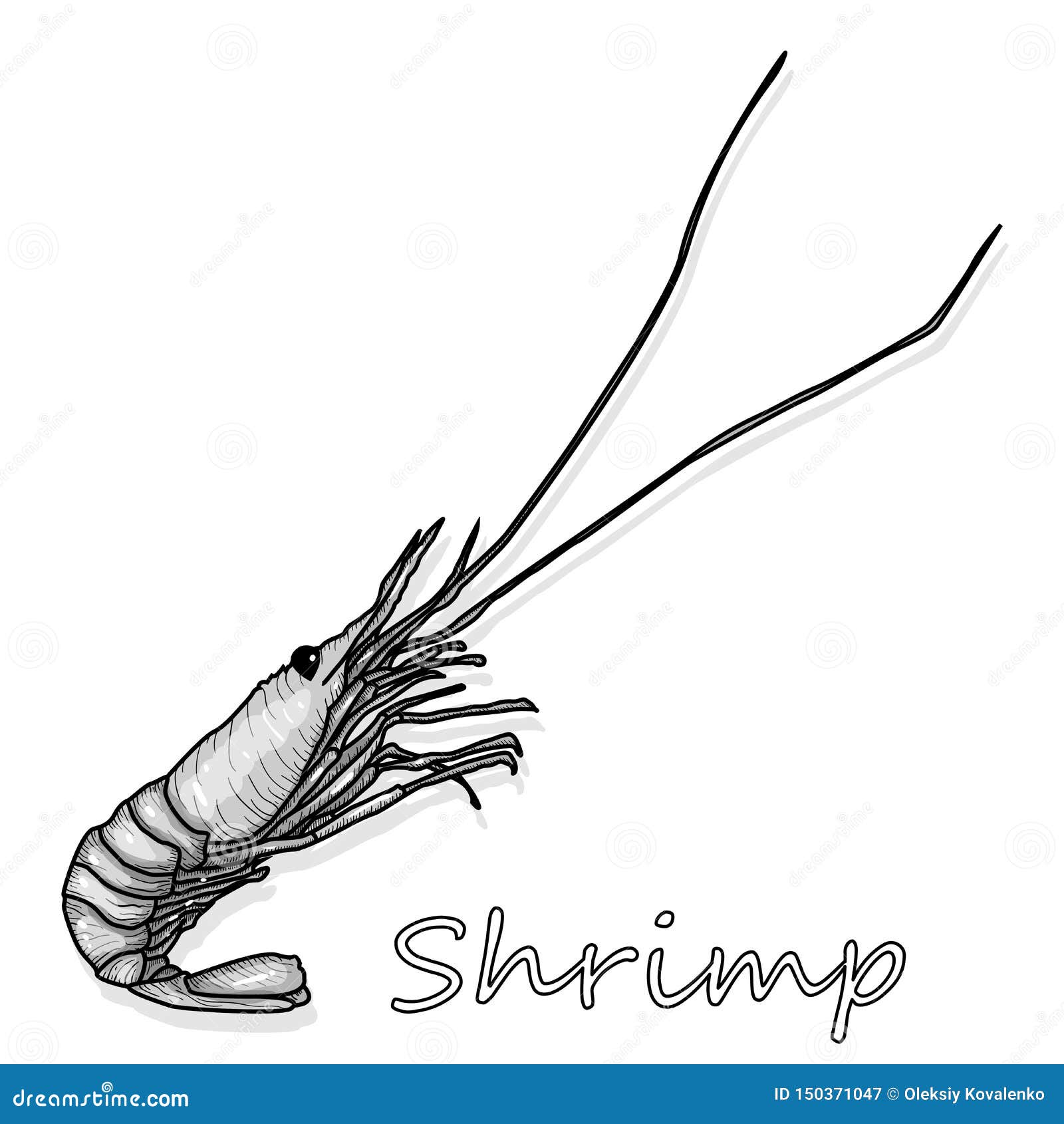 Cooked Prawn Or Tiger Shrimp Vector Illustration Isolated On White ...