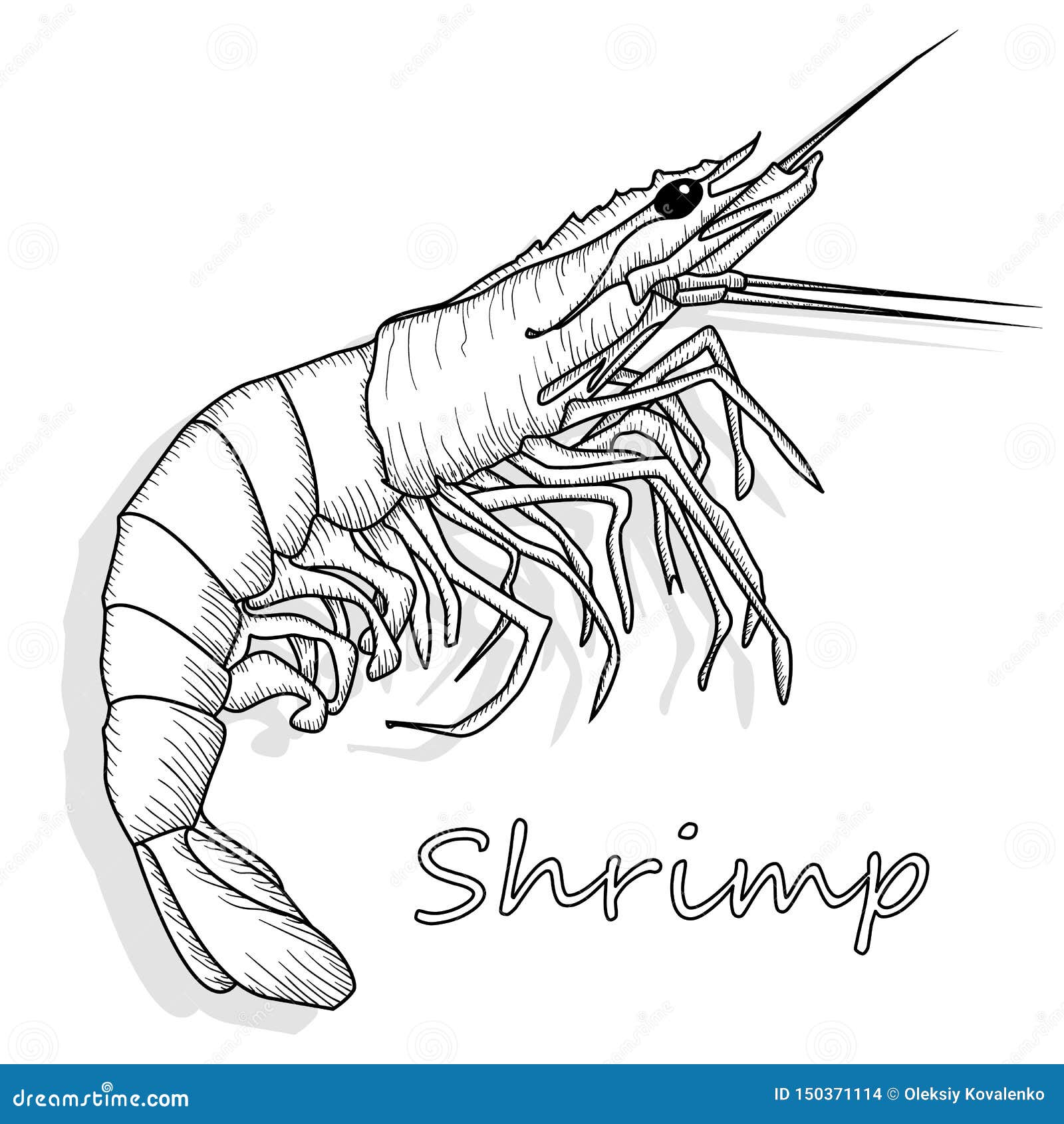Cooked Prawn Or Tiger Shrimp Vector Illustration Monochrome Isolated On ...