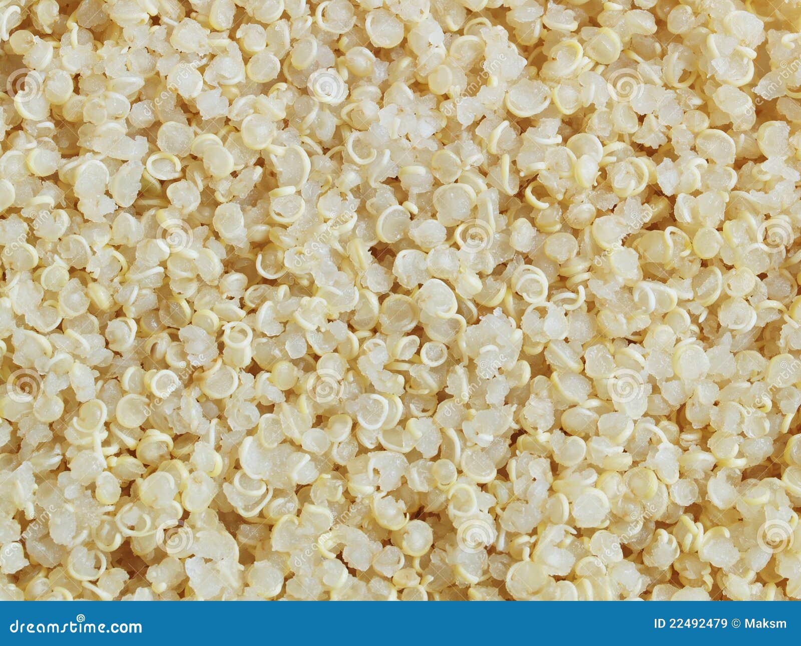 Cooked quinoa grains stock image. Image of grain, pseudocereal - 22492479