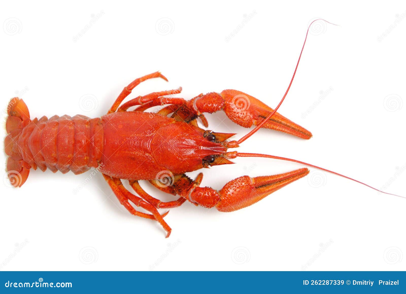 Cooked, Red Crayfish White Background. Stock Image - Image of ...