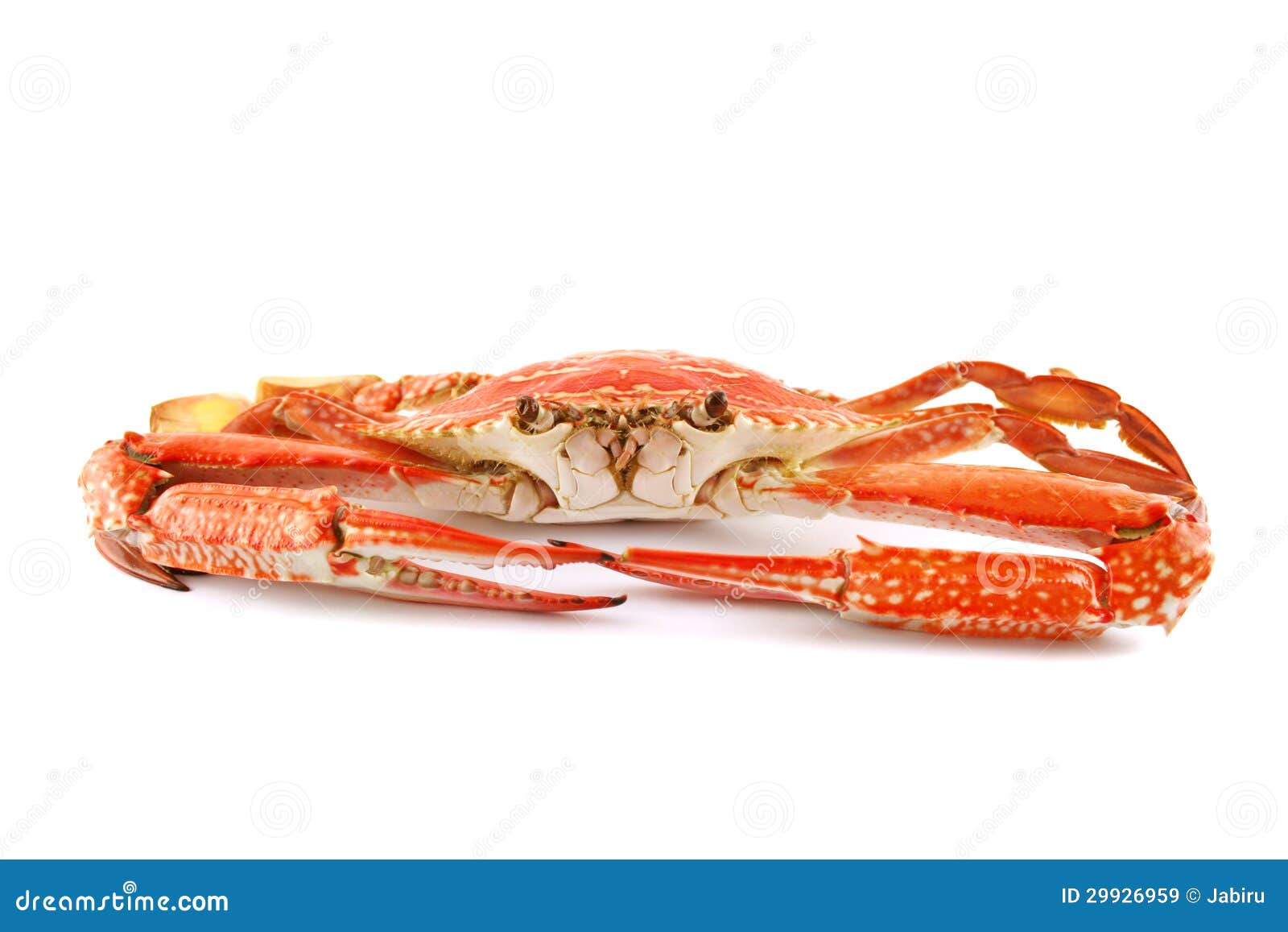 Cooked Sand Crab stock image. Image of swimmer, boiled - 29926959