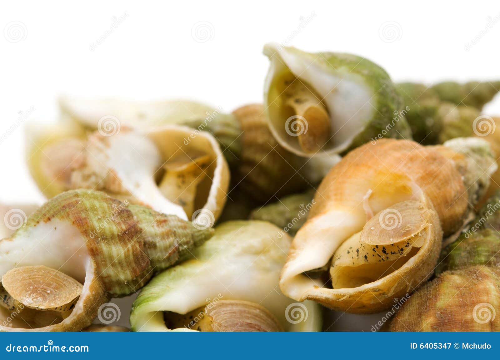 Cooked shell stock image. Image of water, marine, healthy - 6405347