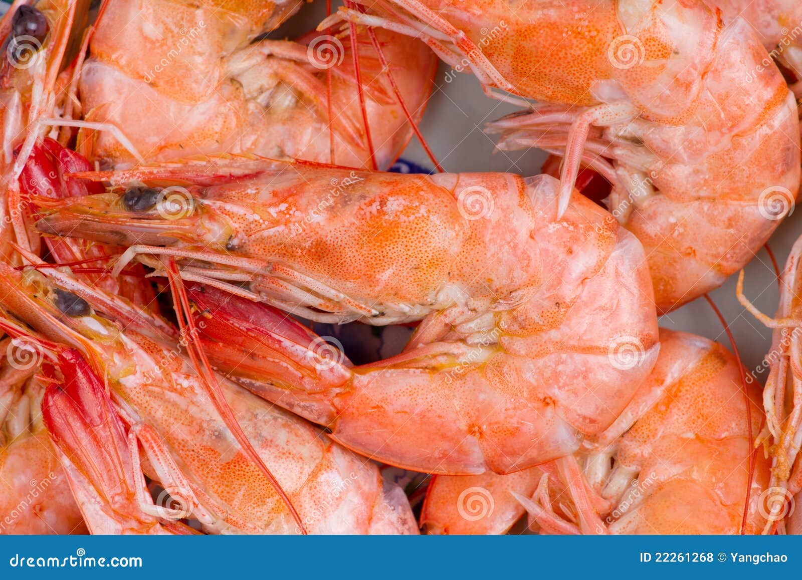 Cooked shrimp stock photo. Image of marine, market, nutritional - 22261268