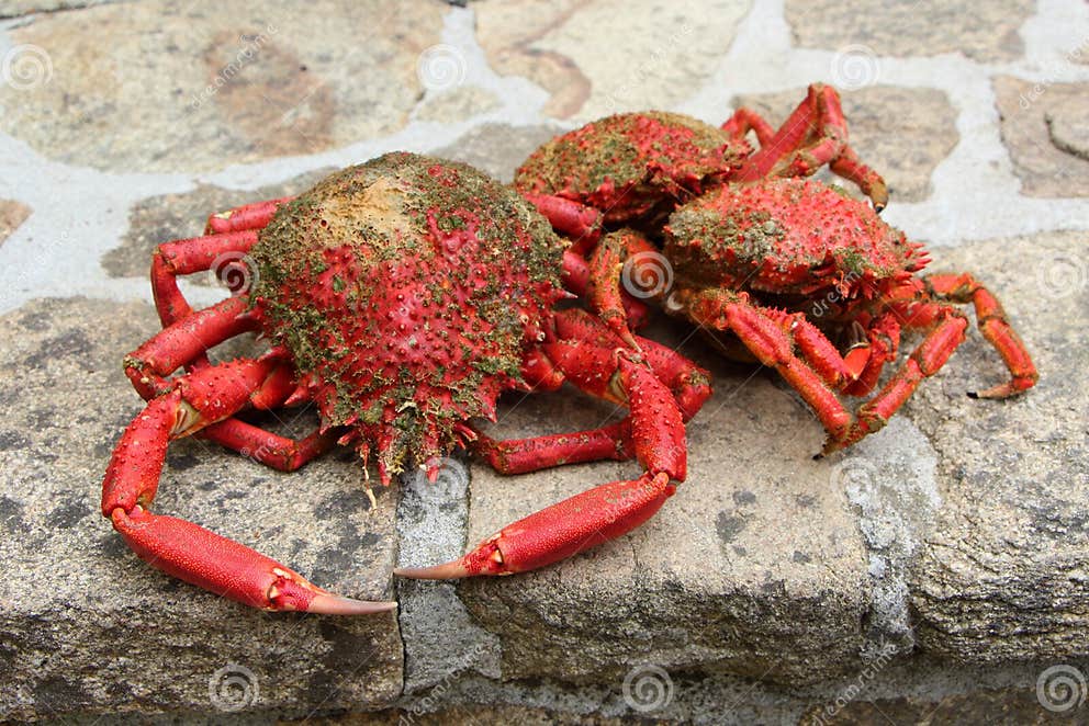 Cooked Spider Crabs on Pavement Stock Photo - Image of claw, shellfish ...