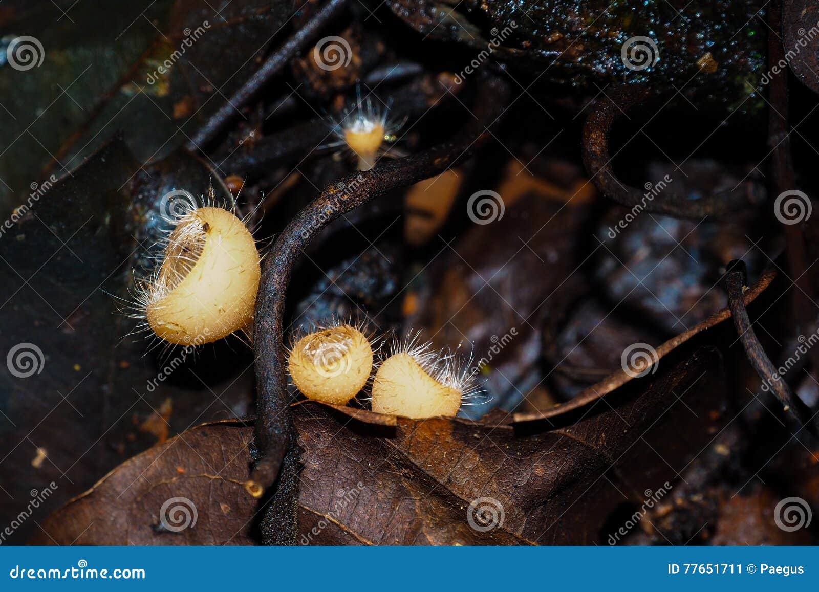 Cookeina Sulcipes Fungi Cup Stock Image - Image of nature, champagne ...