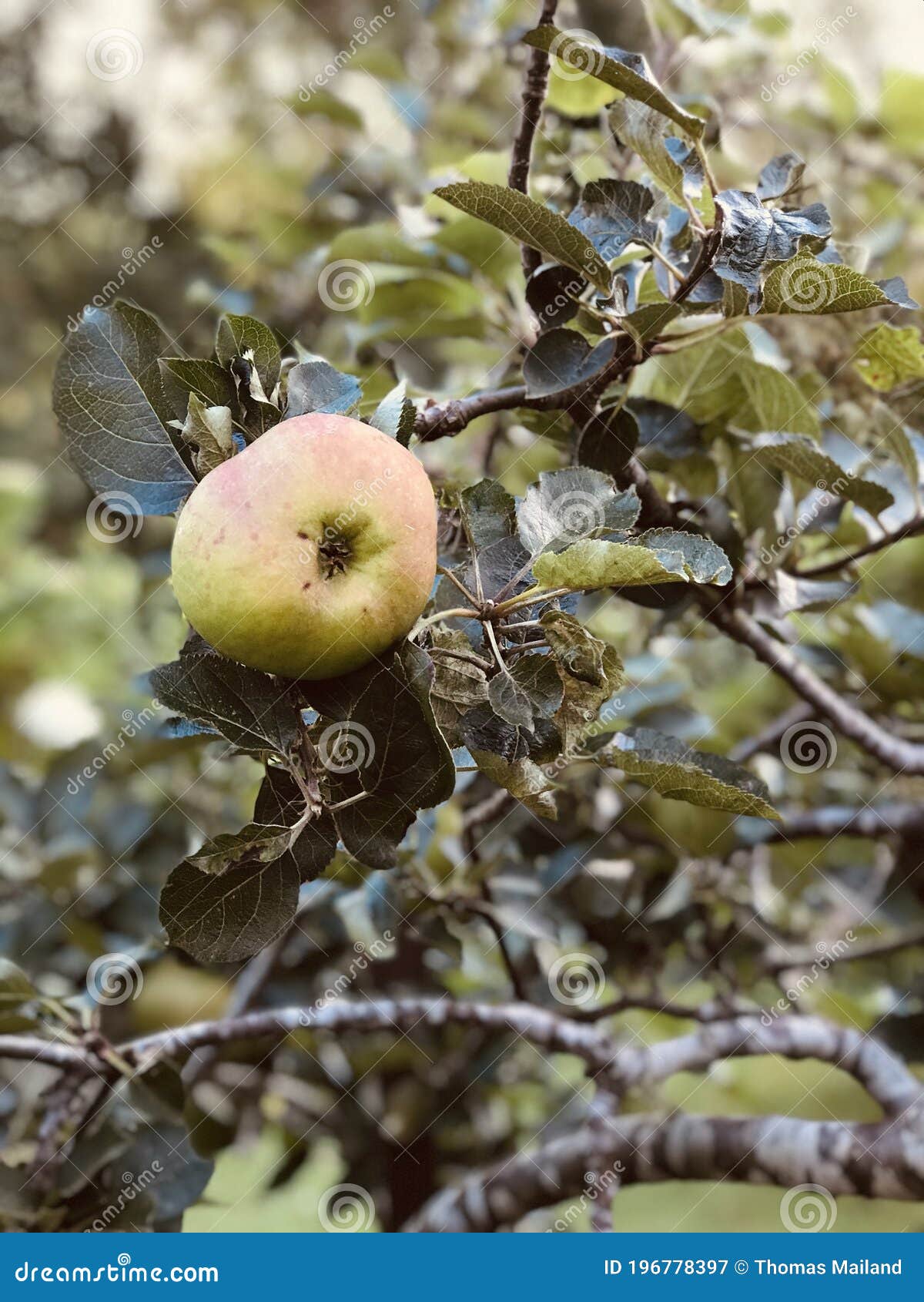 Cooking Apple Ready To Pick Stock Image - Image of branch, cider: 196778397