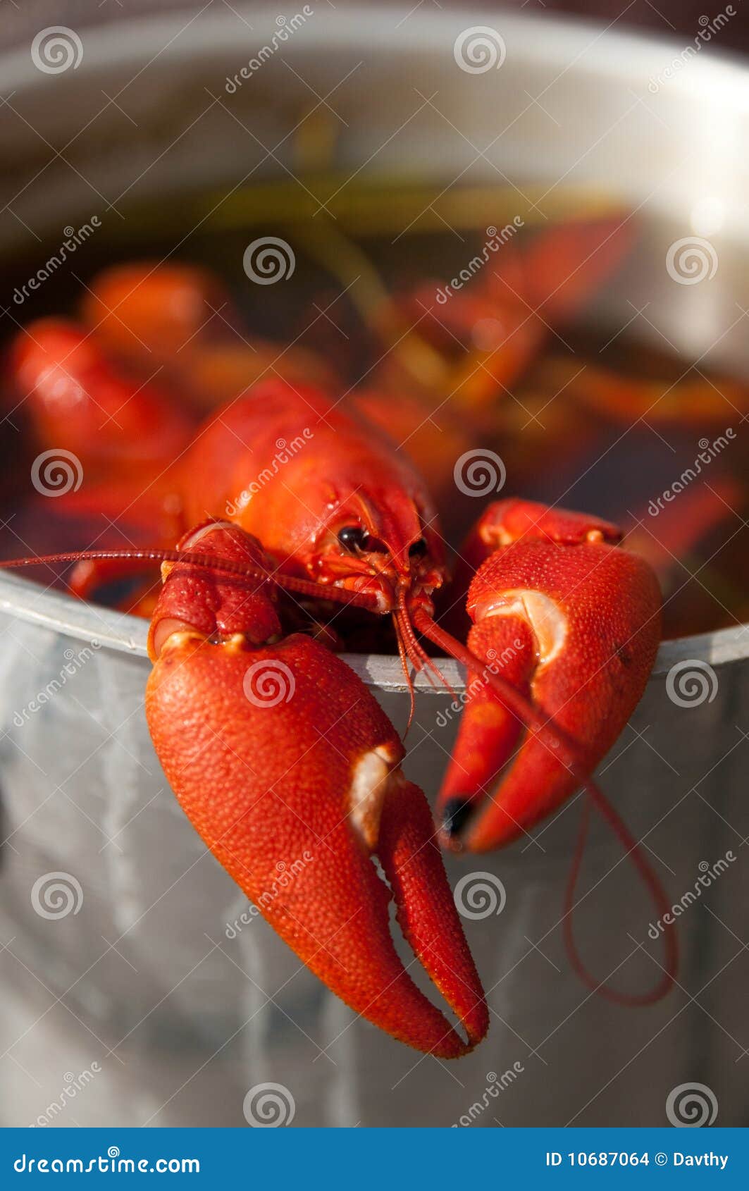 Cooking crayfish stock photo. Image of drink, sweden - 10687064