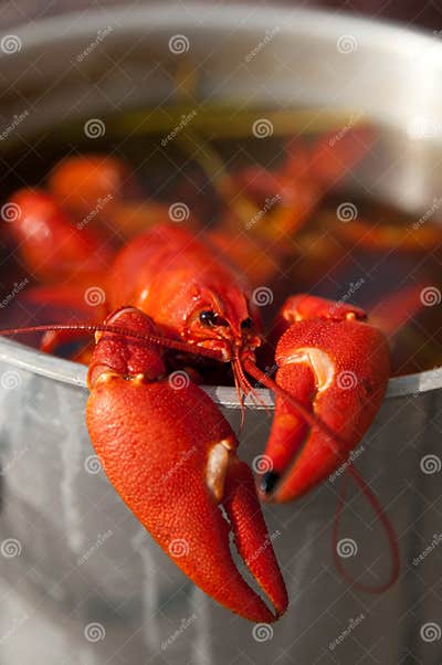 Cooking crayfish stock photo. Image of drink, sweden - 10687064