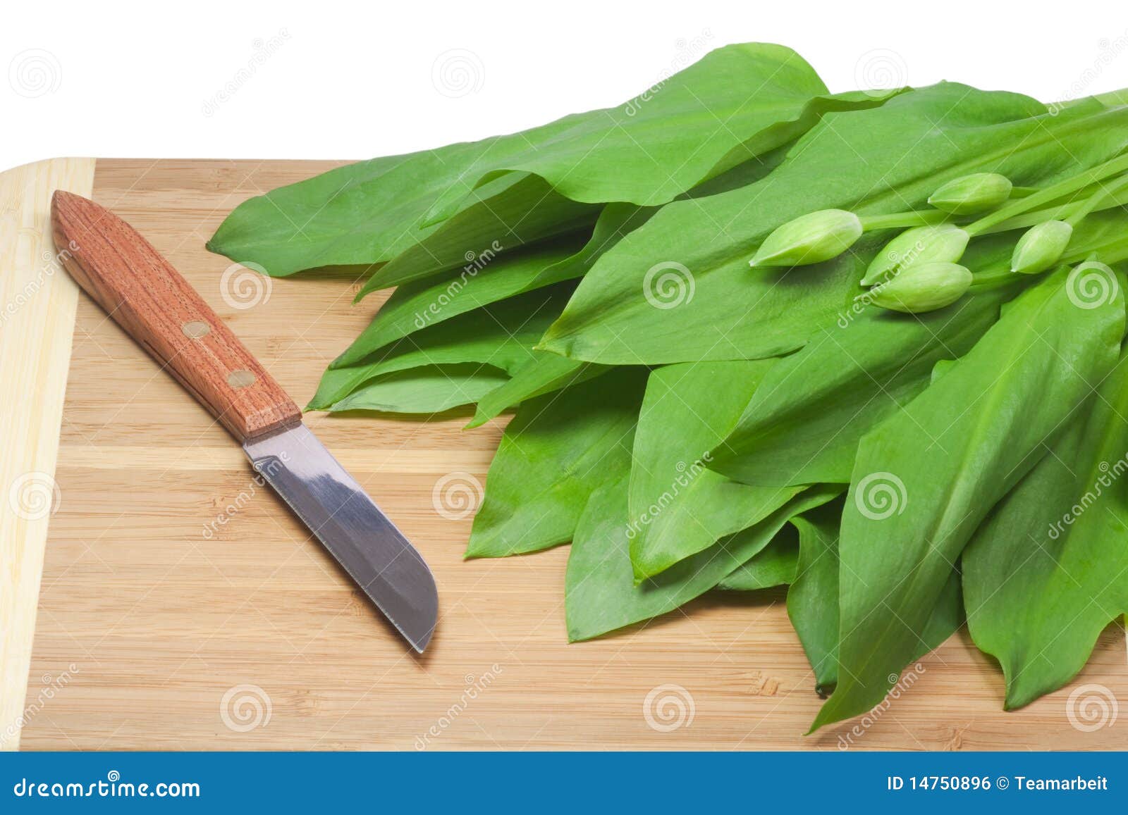 Cooking with ramsons stock photo. Image of spice, forest - 14750896