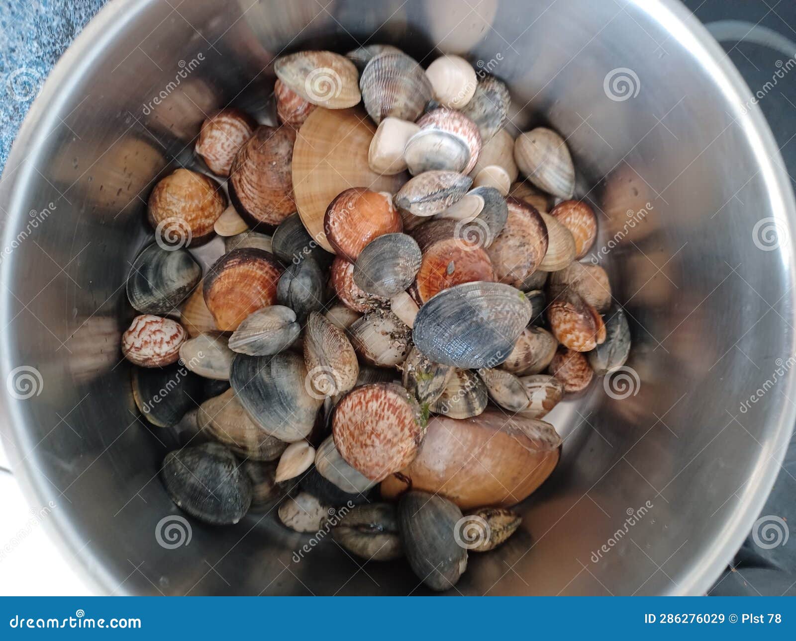 Cooking Shellfish Caught in Granville in Normandy Stock Image - Image ...