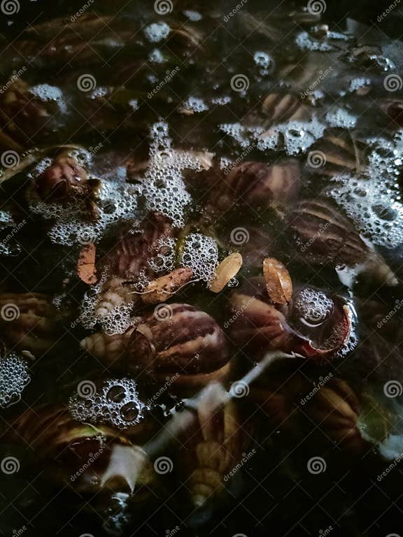 Cooking Snails with Their Shells Stock Photo - Image of snails, flower ...
