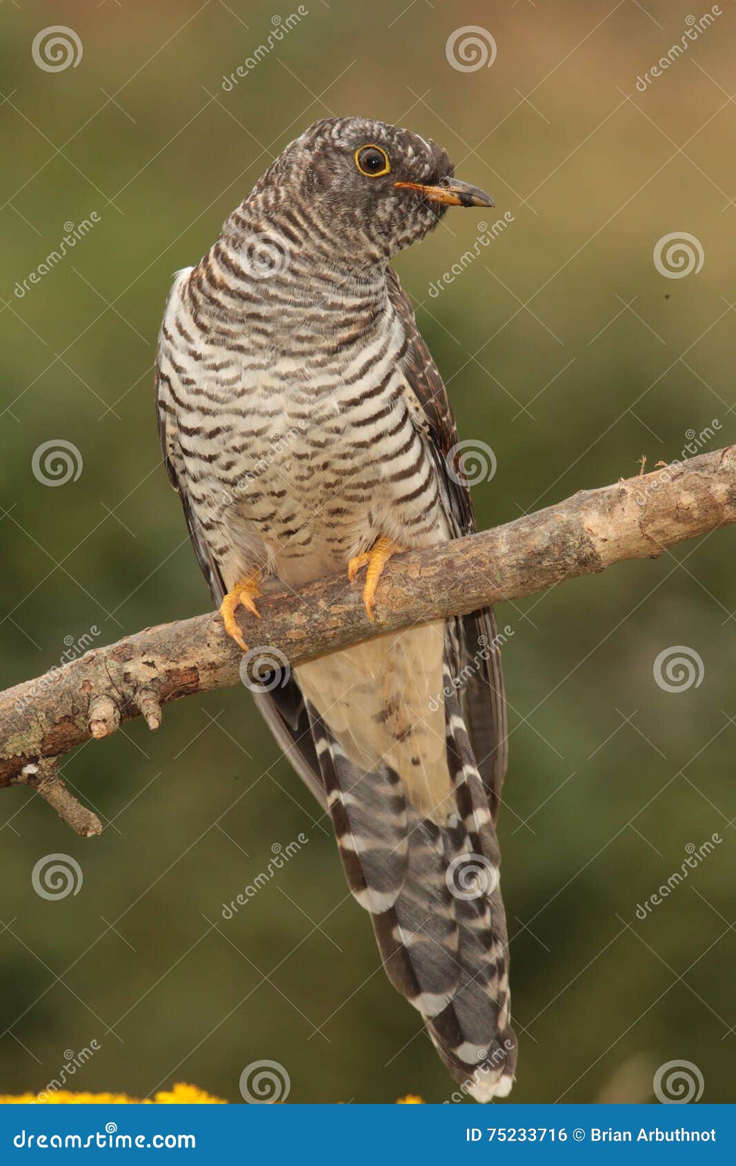Cookoo bird. stock photo. Image of frontal, wild, nature - 75233716