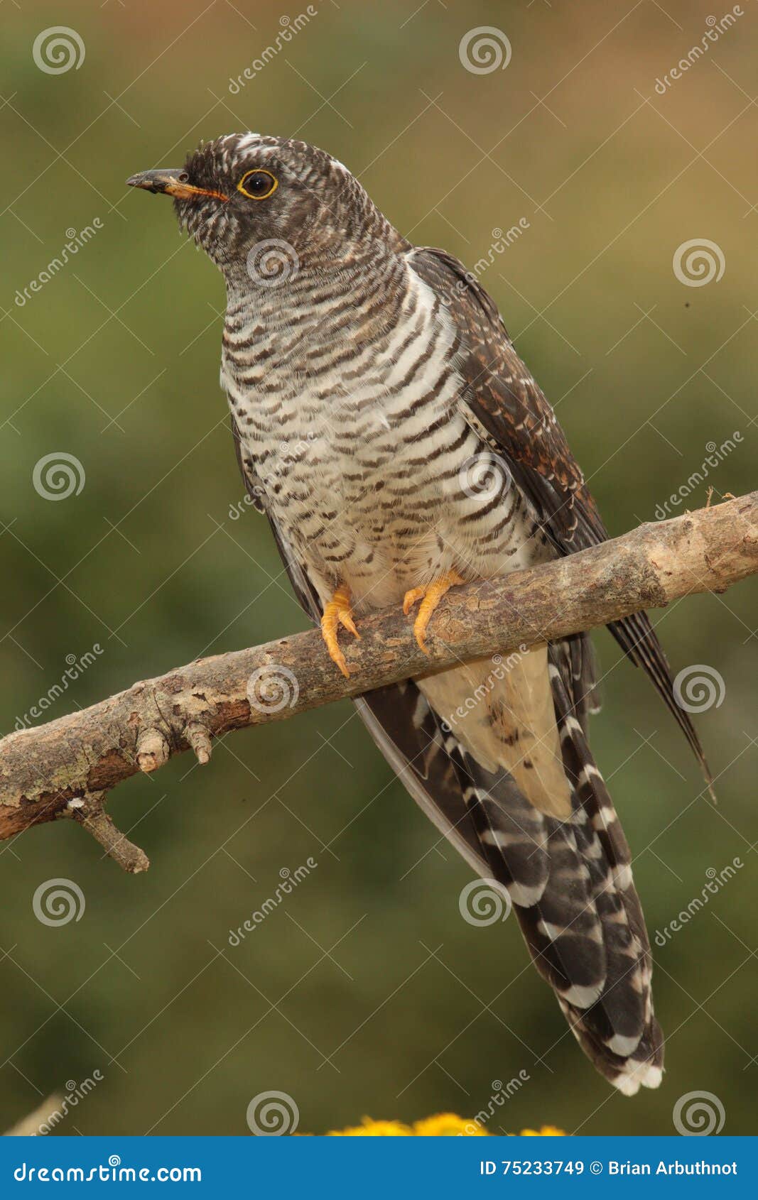 Cookoo bird. stock image. Image of tail, finch, hawk - 75233749