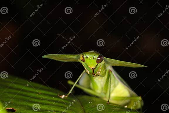 Cool Alien Looking Leaf Mimic Mantis Stock Image - Image of green ...