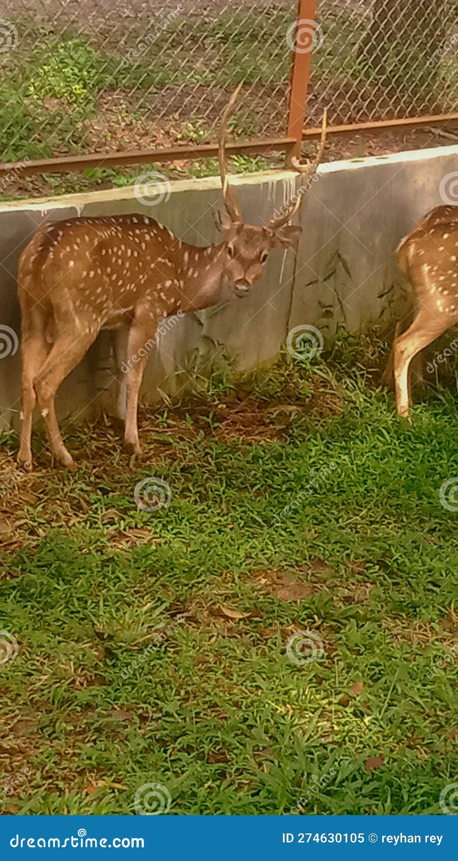 Cool Animal Photos, Photos of Small Deer Stock Image - Image of small ...
