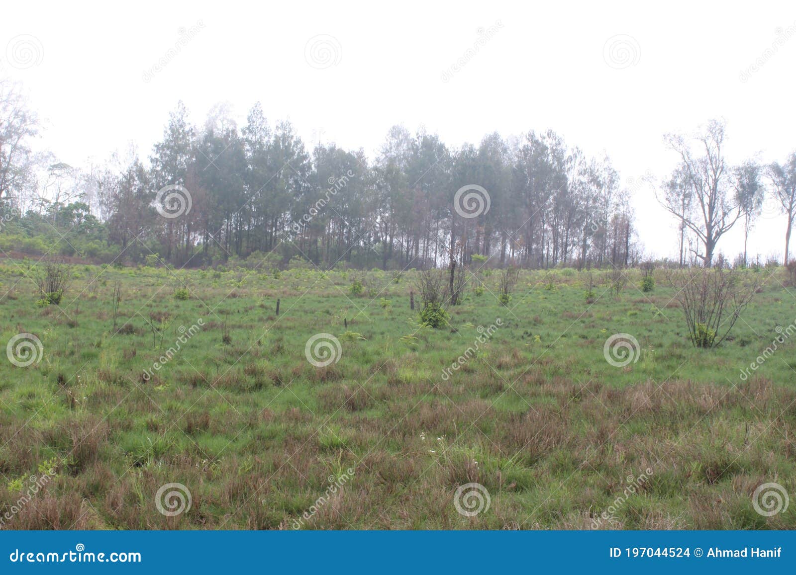 Argopuro mountain meadow stock photo. Image of forest - 197044524