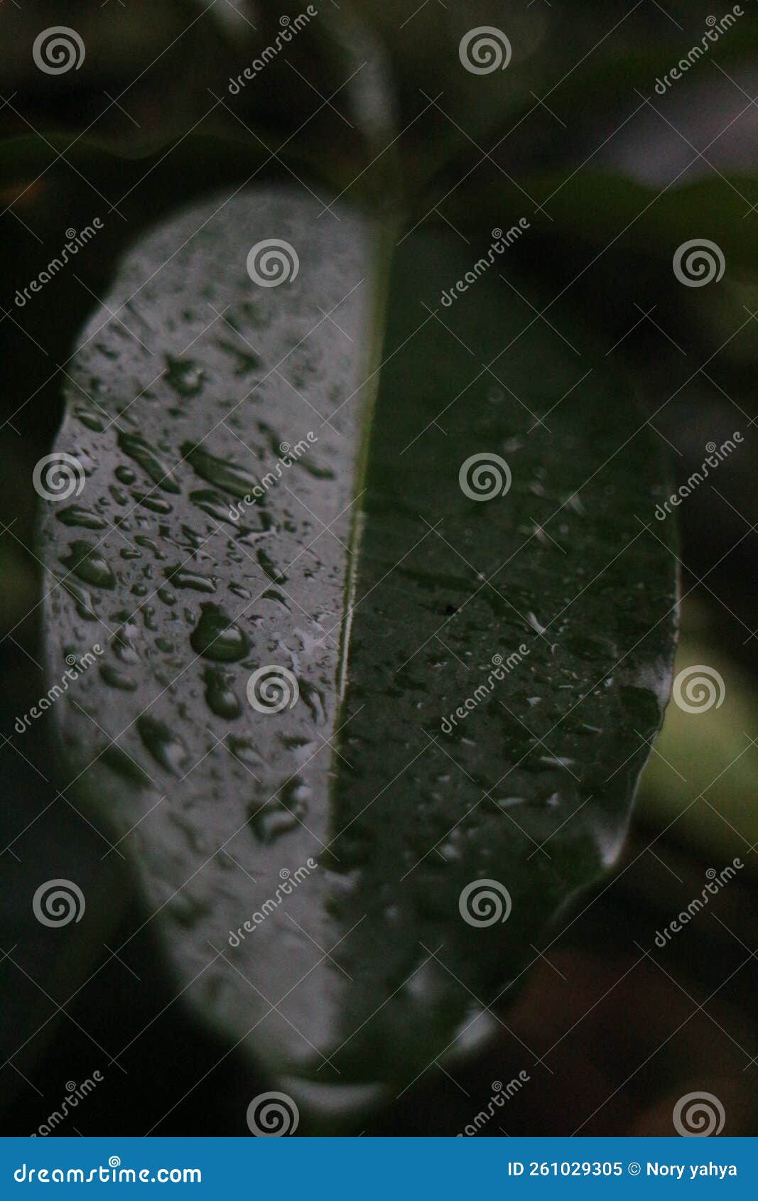 The Cool Atmosphere that the Water Brings To the Leaves Stock Image ...