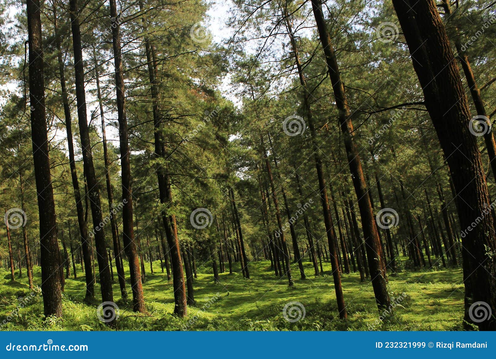The Cool and Beautiful Atmosphere of the Resin Forest Stock Image ...
