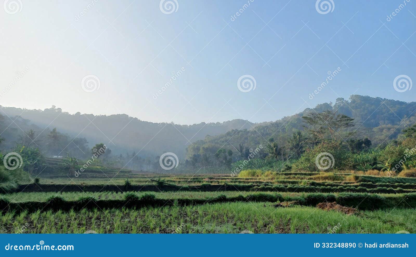 Cool and Beautiful Morning View when in the Rice Fields Stock Photo ...
