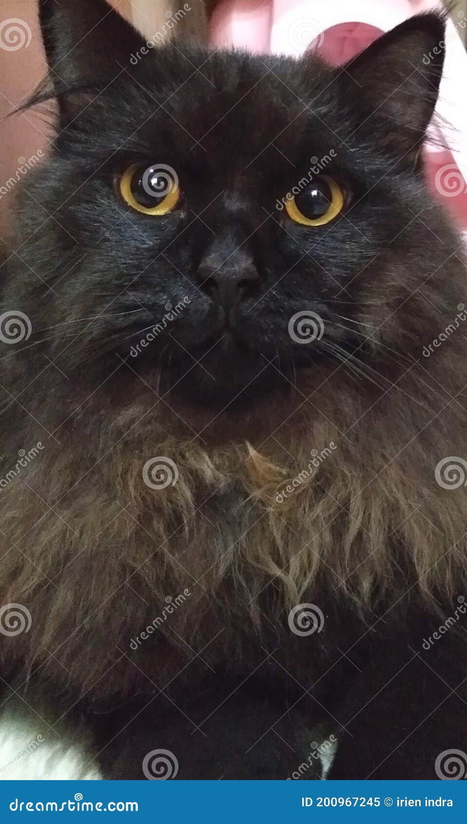 The Cool Black cat stock image. Image of black, cute - 200967245