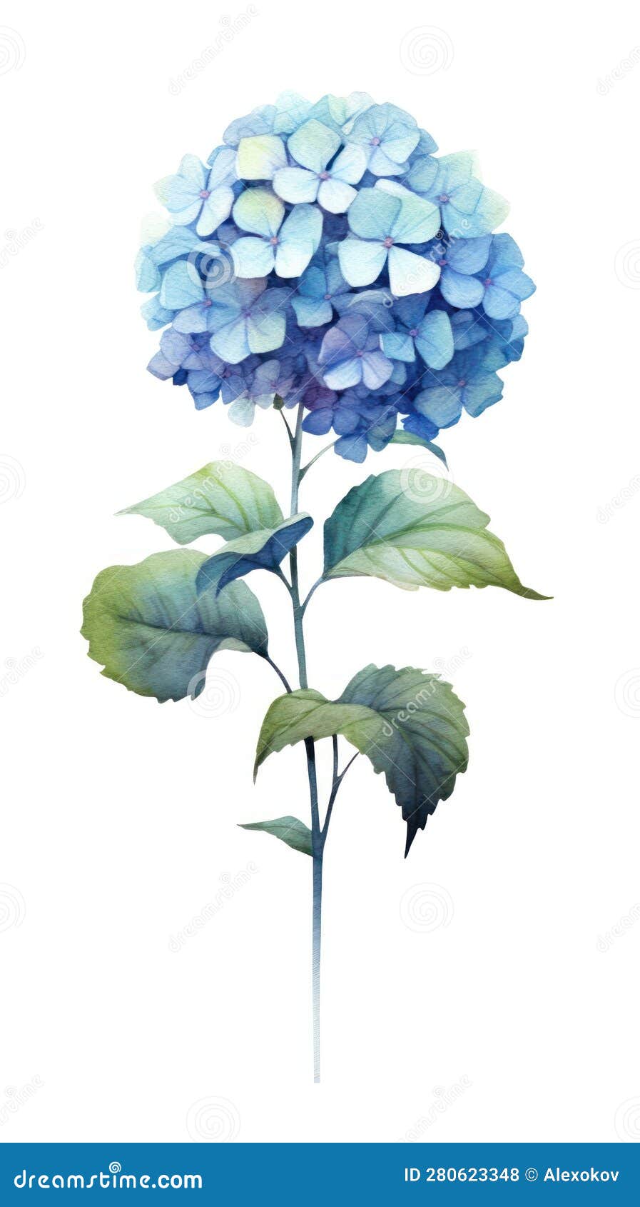 Cool Blue Hydrangea Collection in Modern Watercolor Style on White ...