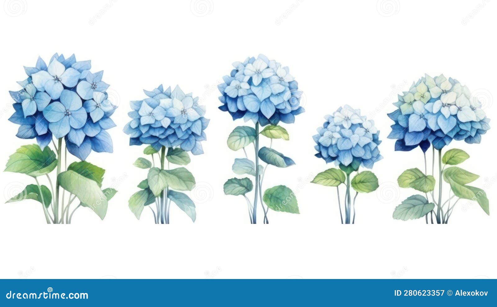 Cool Blue Hydrangea Collection in Modern Watercolor Style on White ...