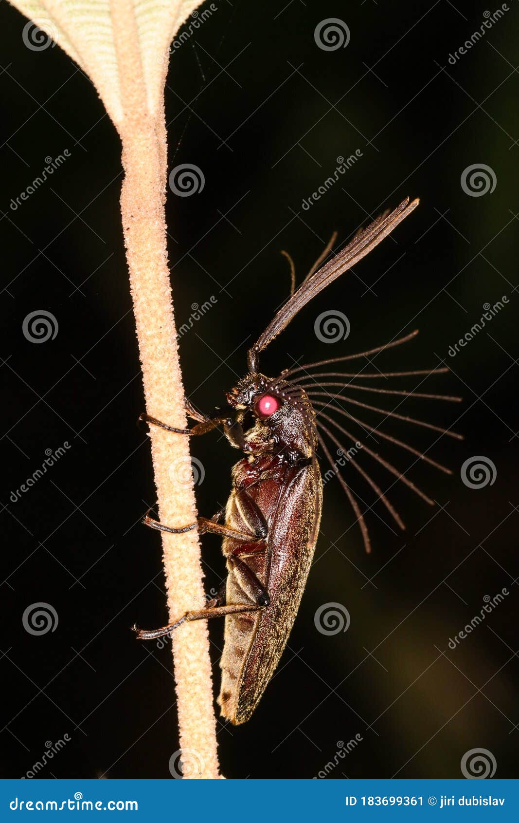 Cool Bug with Big Ears from the Forest of Costa Rica Stock Image ...