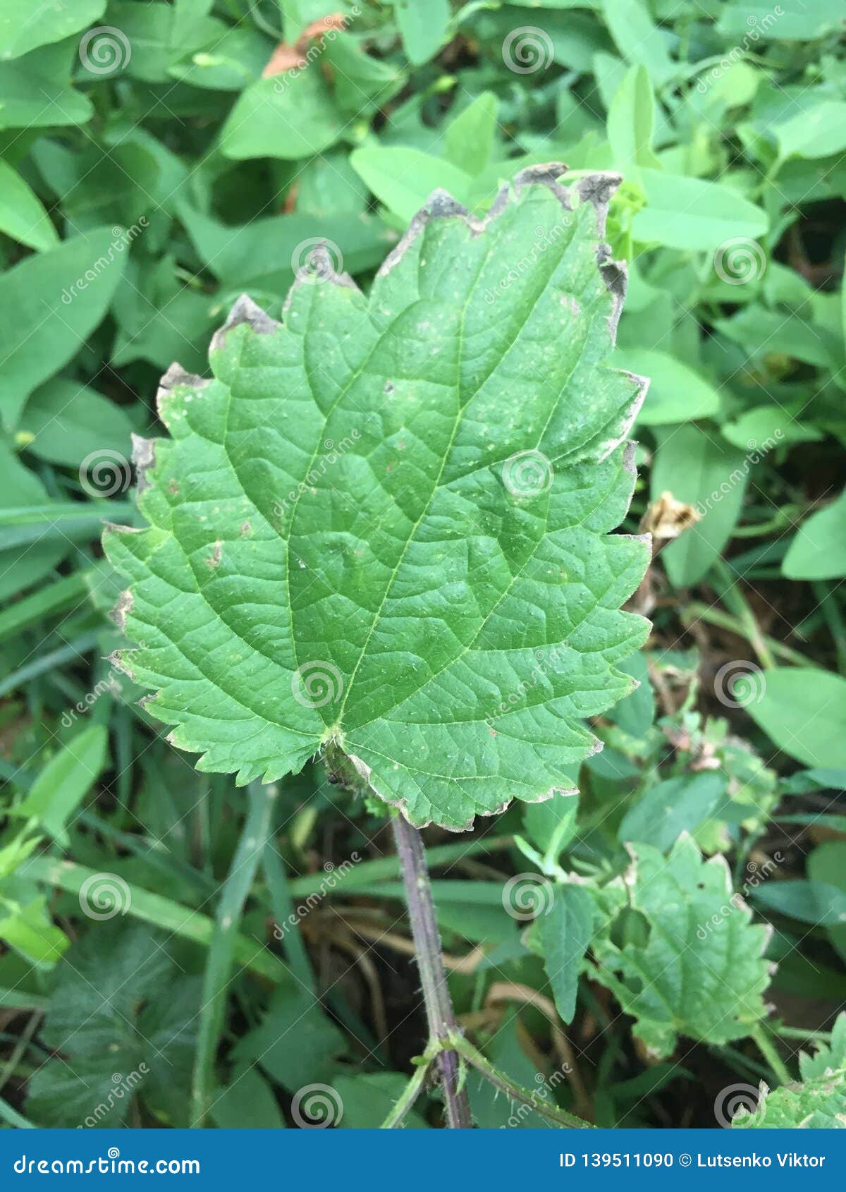 Cool burned nettle leaf stock photo. Image of care, nature - 139511090