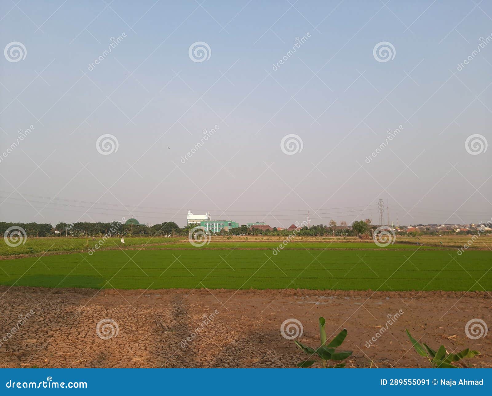 Cool and Calm Green Rice Field Area Stock Image - Image of area, green ...