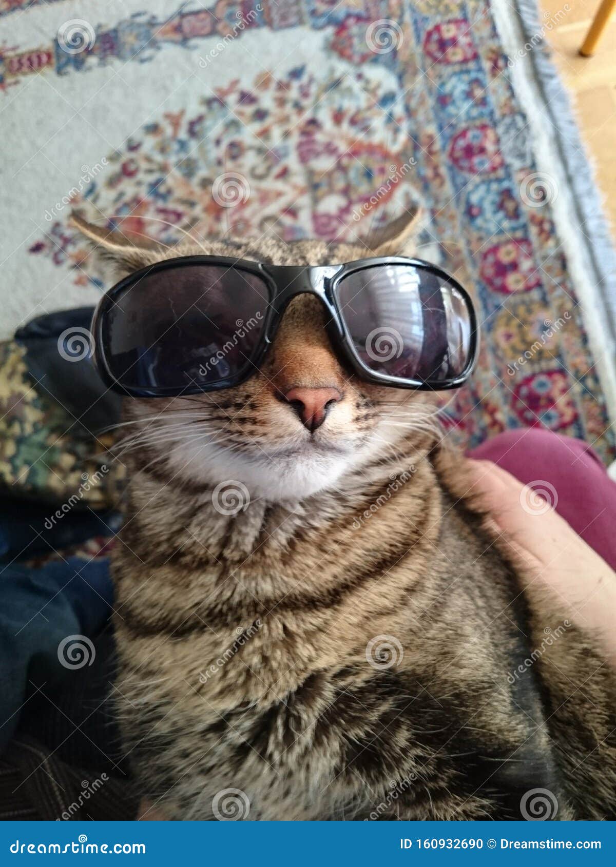 Bestcat Stock Photos - Free & Royalty-Free Stock Photos from Dreamstime